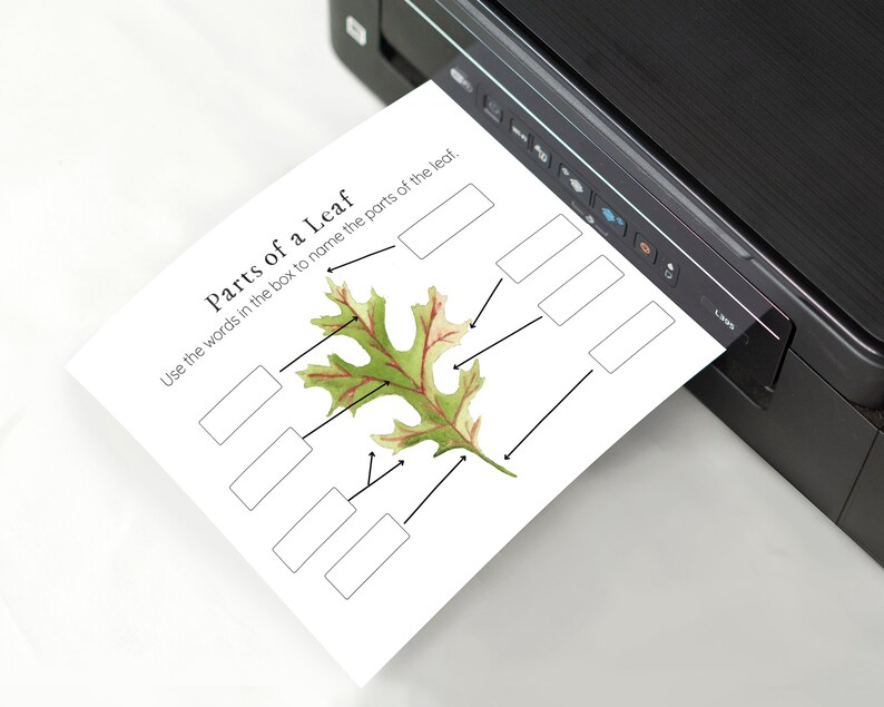 Printable Leaf Worksheet - Parts of a Leaf Activity - Plant Science ...