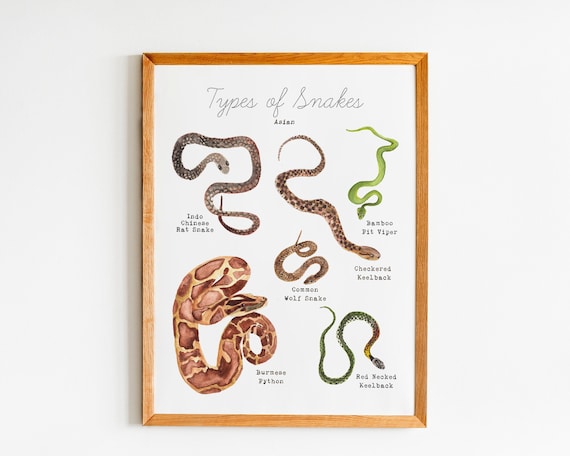Printable Types of Snakes Wall Art Snakes of Asia Art Print | Etsy