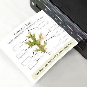Printable Leaf Worksheet - Parts of a Leaf Activity - Plant Science ...