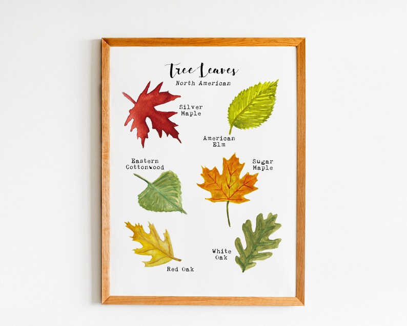 Printable Leaf Art Leaf Identification Leaf Print Wall Art | Etsy