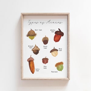 Types of Acorns Printable Wall Art - Acorn Identification Art Print ...