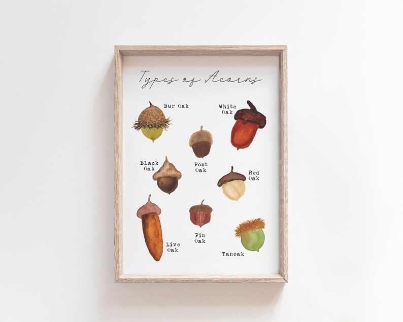 Types Of Acorns Printable Wall Art Acorn Identification Art Etsy