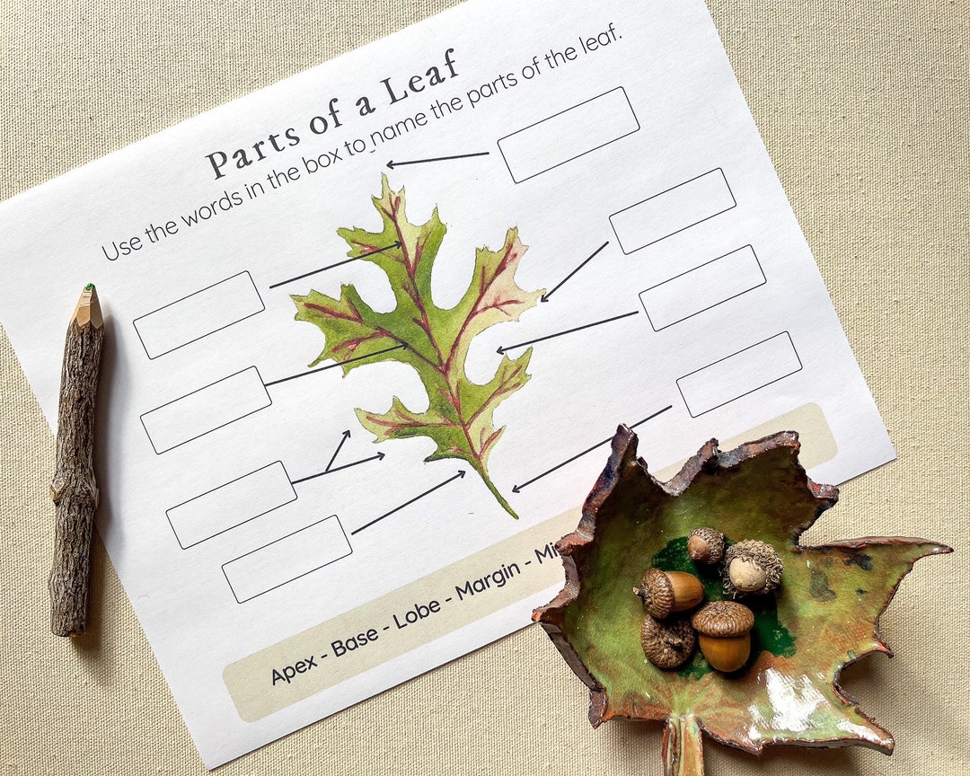 Printable Leaf Worksheet - Parts of a Leaf Activity - Plant Science ...