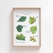 Printable Leaf Wall Art Set of 2 for Home Learning Room or - Etsy