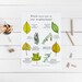 Printable Leaf Scavenger Hunt Worksheets Home Schooling Science ...