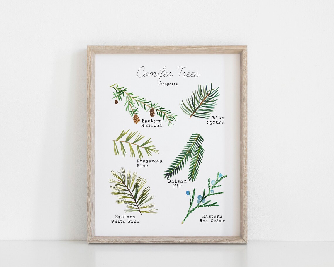 Printable Conifer Tree Art Print Tree ID Guide Poster - Etsy