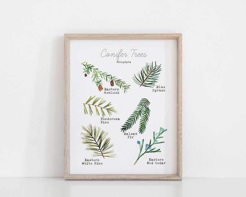 Printable Conifer Tree Art Print Tree ID Guide Poster | Etsy