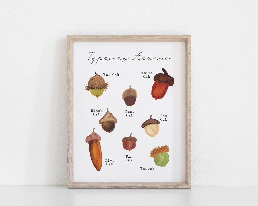 Types of Acorns Printable Wall Art - Acorn Identification Art Print ...