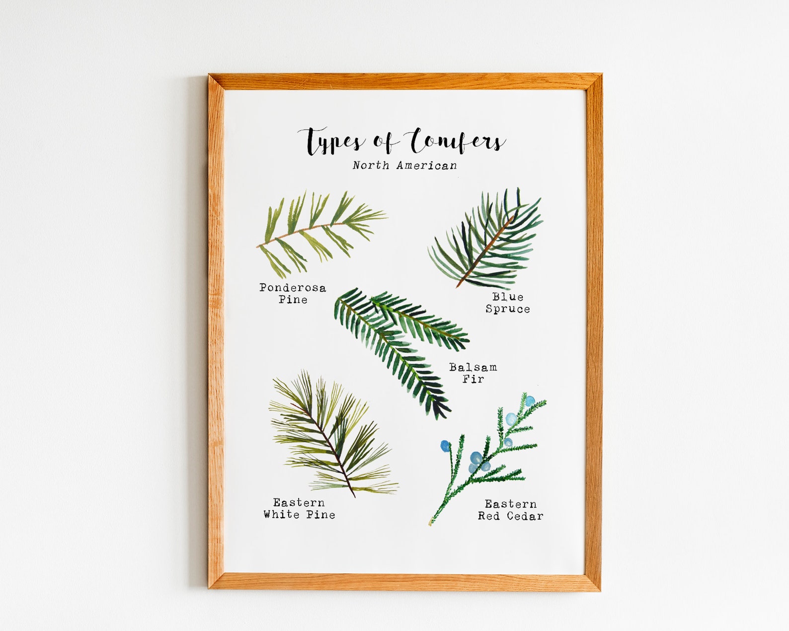 Printable Types of Trees Wall Art Conifer Art Print Tree | Etsy