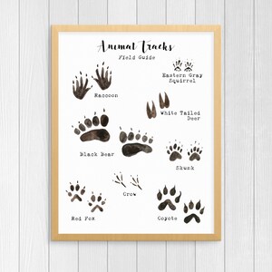 Printable Animal Wall Art - Animal Tracks Poster - Woodland Nursery ...