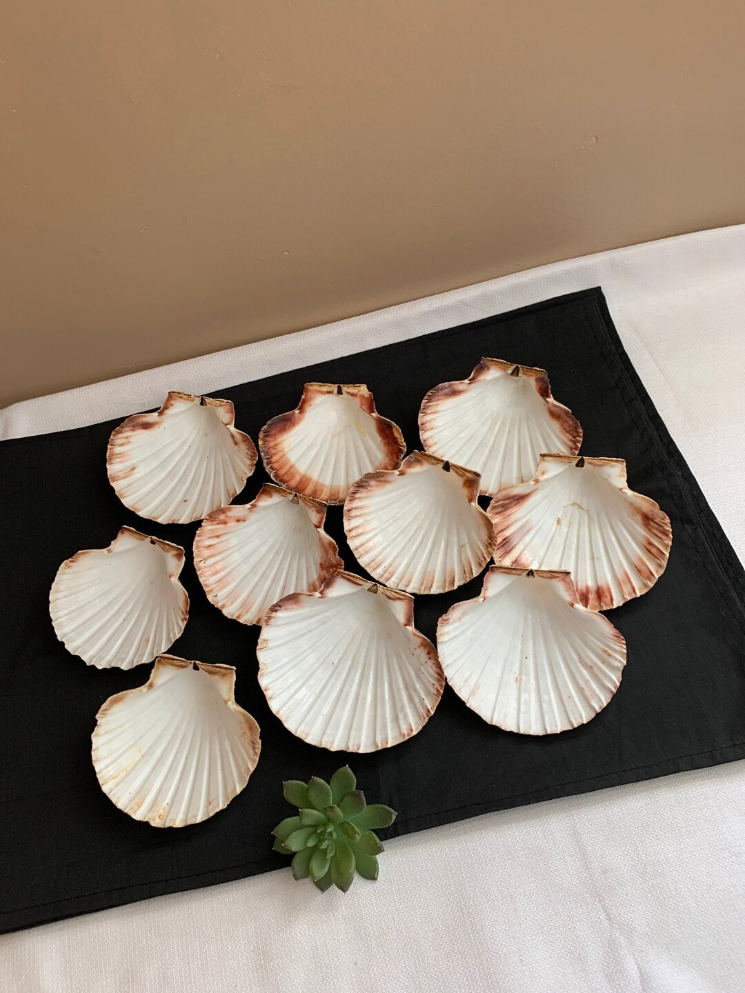 Real Sea Shell Serving Set of 10 Vintage Coquille St. Jacques - Etsy