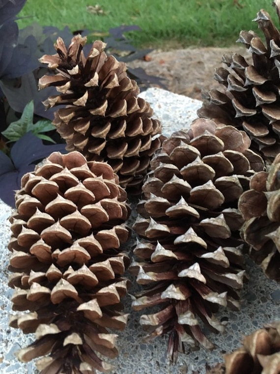 White Pine Cone
