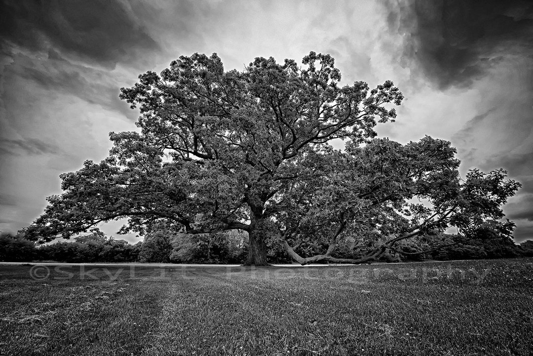 Oldest Grandma Bebb Oak Tree - Etsy