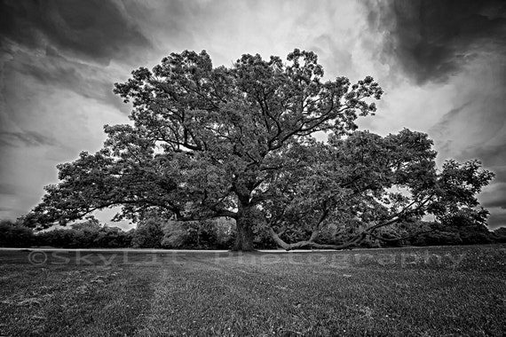 Oldest Grandma Bebb Oak Tree - Etsy
