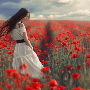 Poppy Field Backgrounds and Overlays, 50 PNG Photoshop Overlay ...