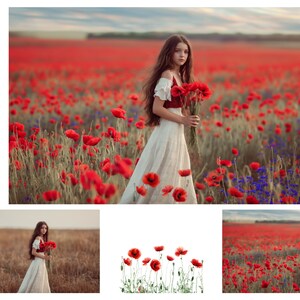 Poppy Field Backgrounds and Overlays, 50 PNG Photoshop Overlay ...