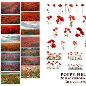 Poppy Field Backgrounds and Overlays, 50 PNG Photoshop Overlay ...