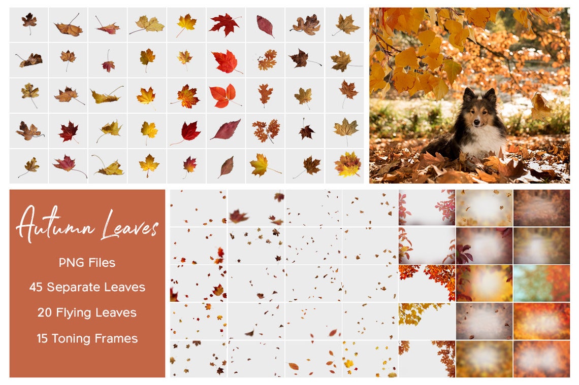 Autumn Leaves Overlays, 80 PNG Photoshop Overlay, Transparent ...