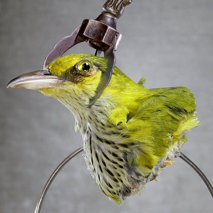 Bon-bons Original Photograph Surreal Big Print Not Painting - Etsy