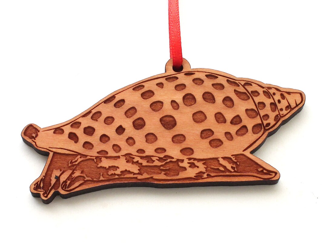 Scaphella Junonia Snail Ornament - Juno's Volute & Detailed Shell ...