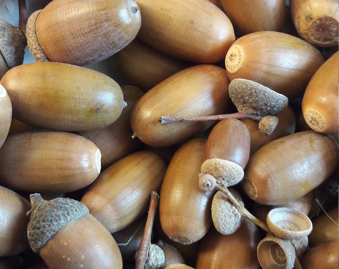 80 Real Dried Acorns and Acorn Caps Dried Oak Acorns Oak - Etsy