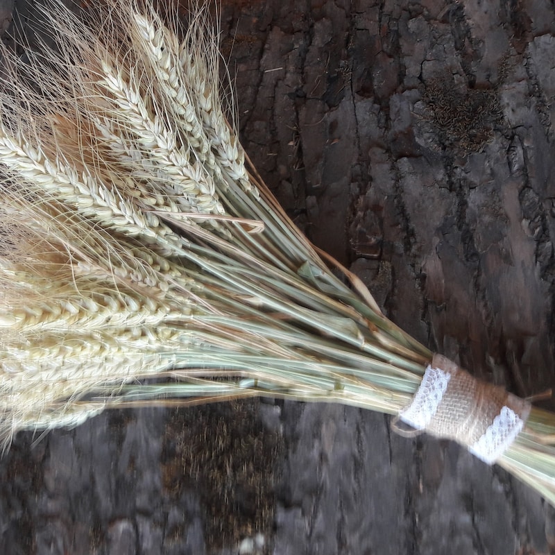 Dried Wheat - Etsy