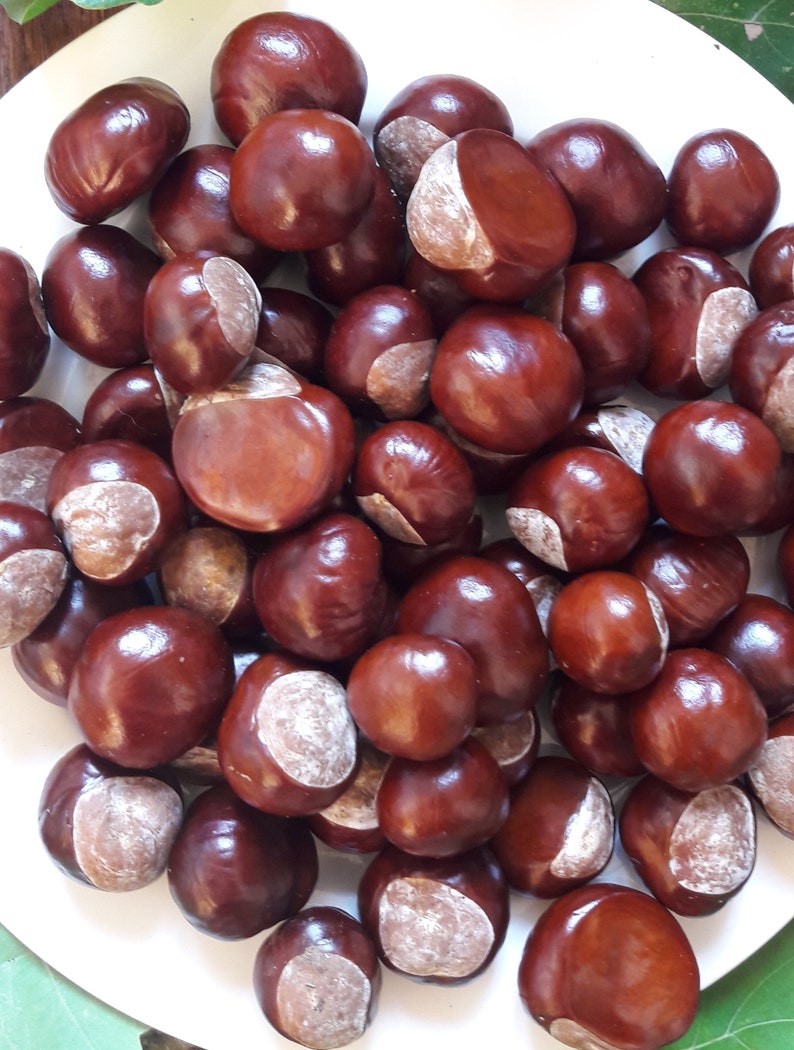Set of 60 Real Dried Chestnuts Horse Chestnuts Kids Craft - Etsy Australia