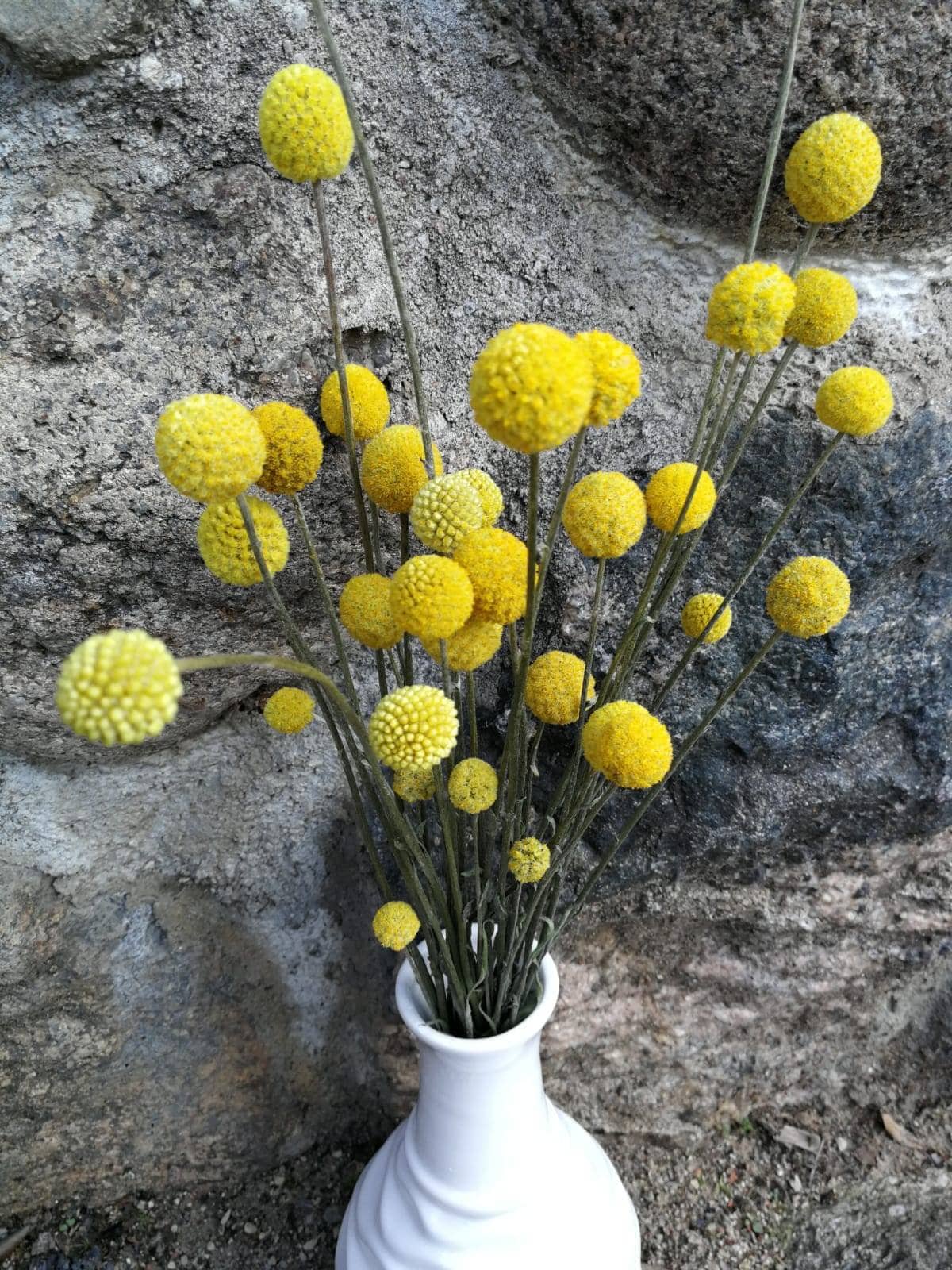 Yellow Billy Ball Dried Billy Ball Dried Craspedia Billy Ball - Etsy