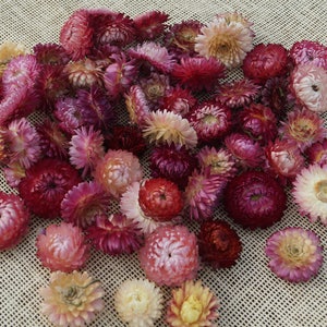Dried Strawflower Dried Everlasting Flowers Christmas Decor Supply Fall ...