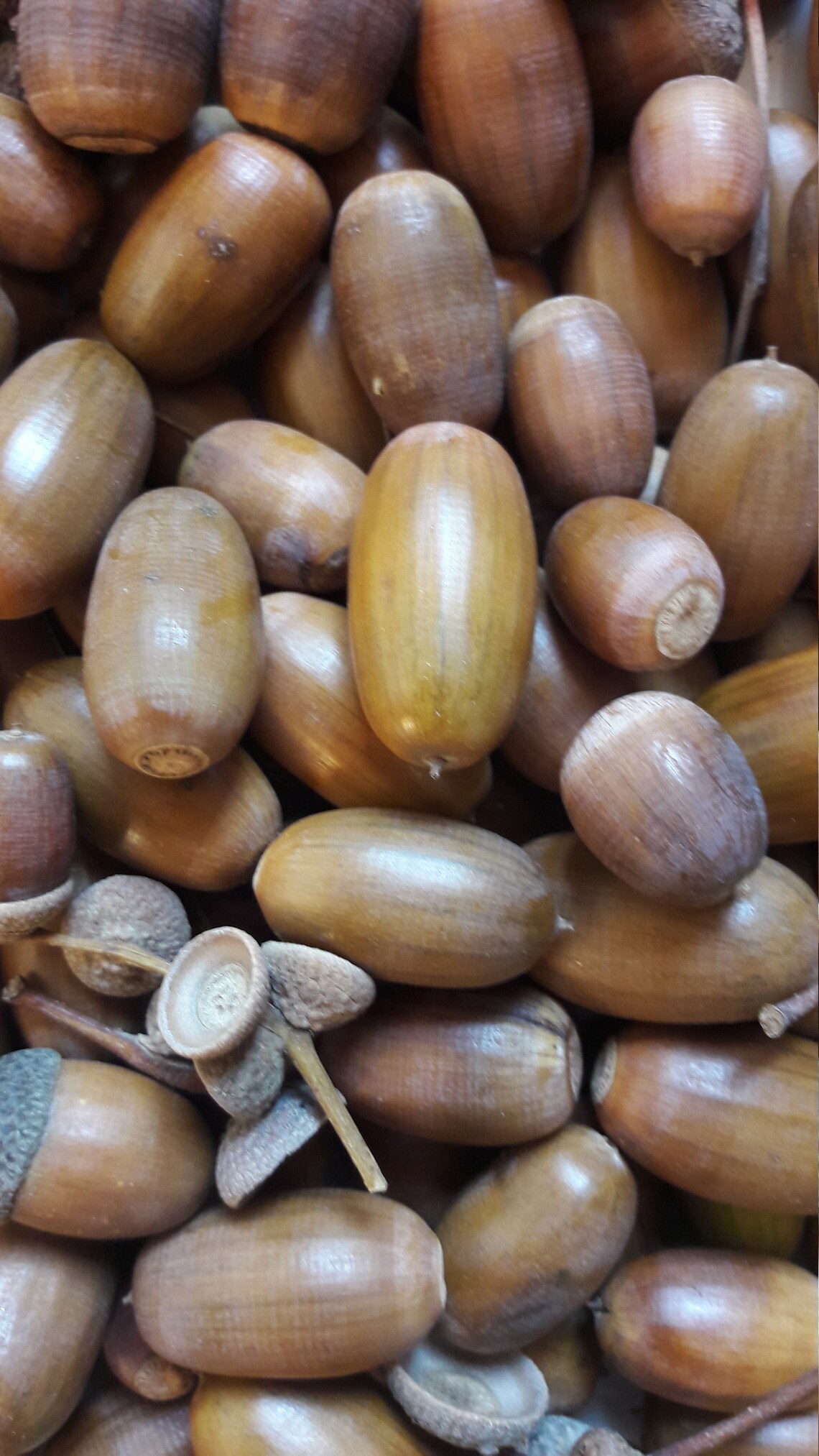 80 Real Dried Acorns and Acorn Caps Dried Oak Acorns Oak - Etsy