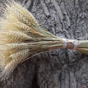 Natural Wheat Bouquet Dried Wheat Bundle Dried Wheat Bunch Rustic ...