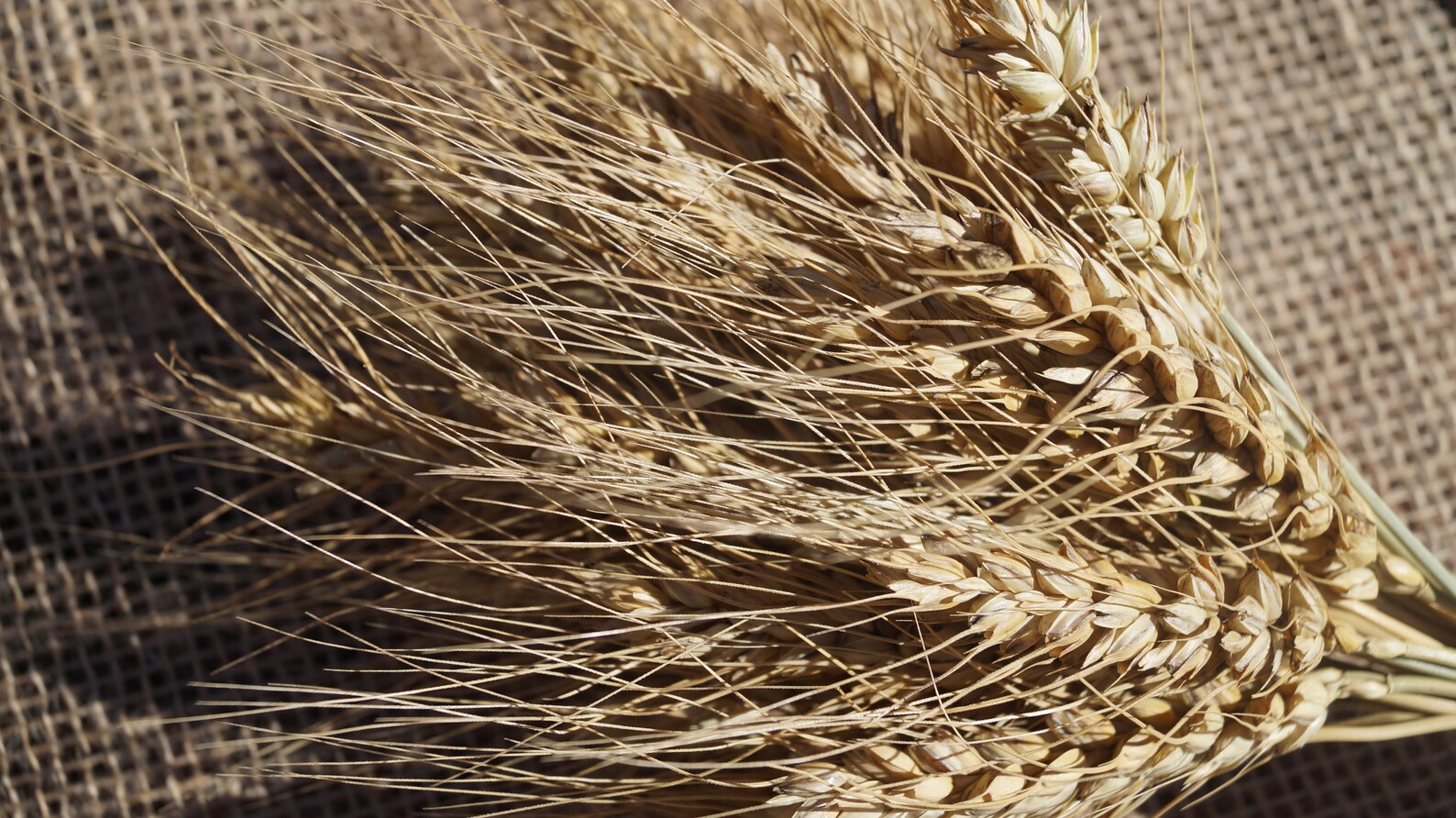 Small Dried Wheat Bouquet Dried Wheat Bunch Dried Flower - Etsy