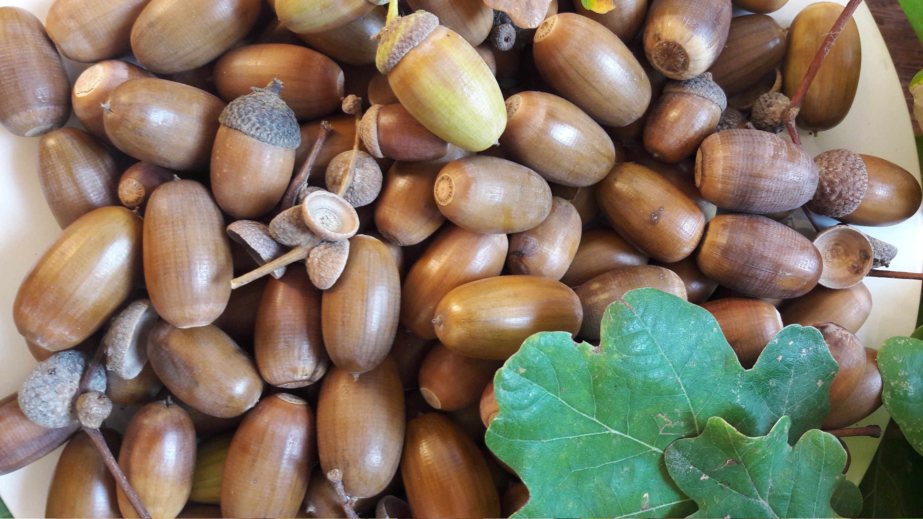 80 Real Dried Acorns and Acorn Caps Dried Oak Acorns Oak Acorns Fall ...