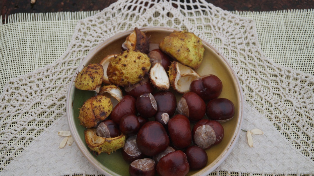 Horse Chestnuts Real Dried Chestnuts Kids Craft Supply Primitive Decor ...