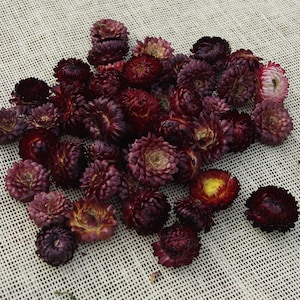 Dried Strawflower Dried Everlasting Flowers Christmas Decor Supply Fall ...