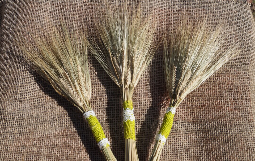 Dried Barley Bouquet Dried Wheat Bunch Dried Grass Barley Bunch Natural ...