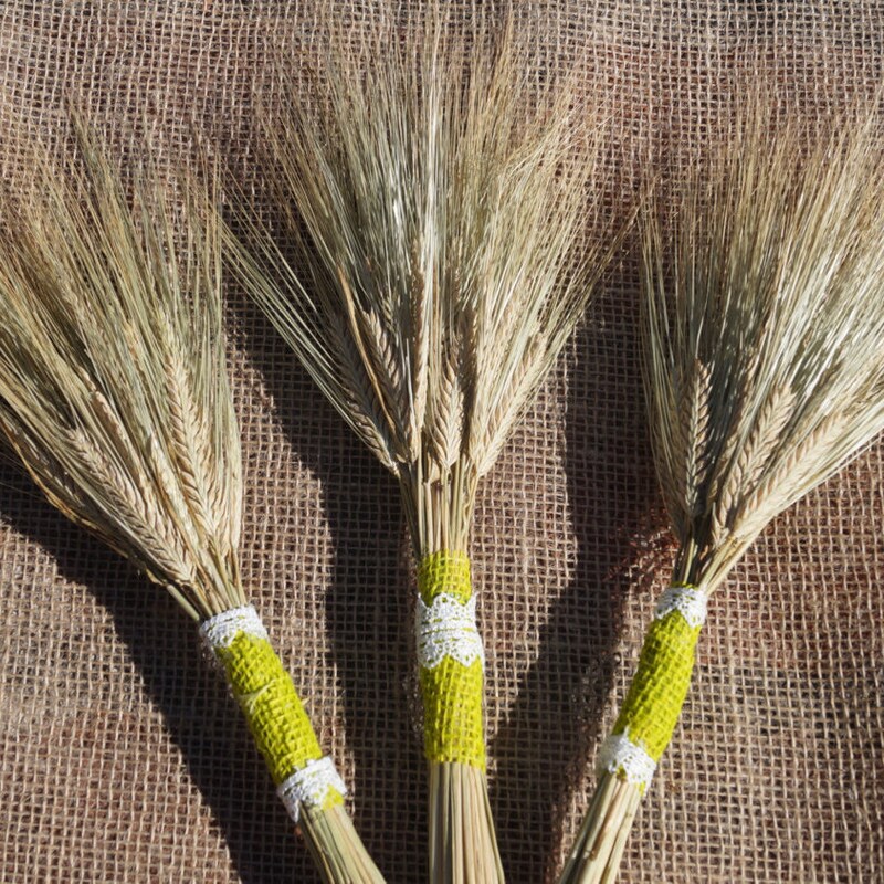 Dried Wheat - Etsy