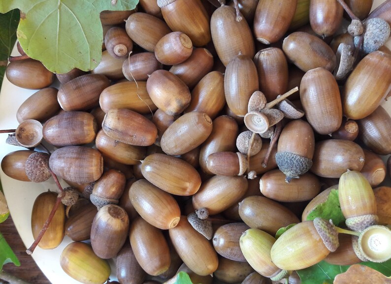 80 Real Dried Acorns and Acorn Caps Dried Oak Acorns Oak - Etsy
