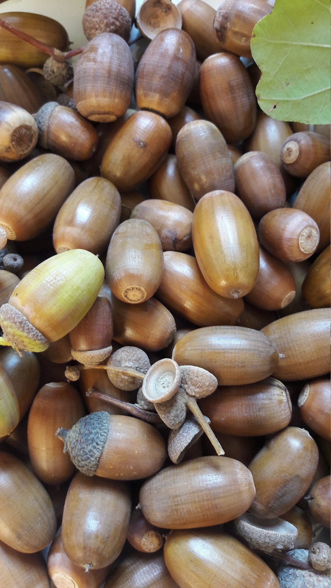 80 Real Dried Acorns and Acorn Caps Dried Oak Acorns Oak - Etsy