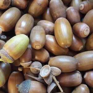 80 Real Dried Acorns and Acorn Caps Dried Oak Acorns Oak Acorns Fall ...