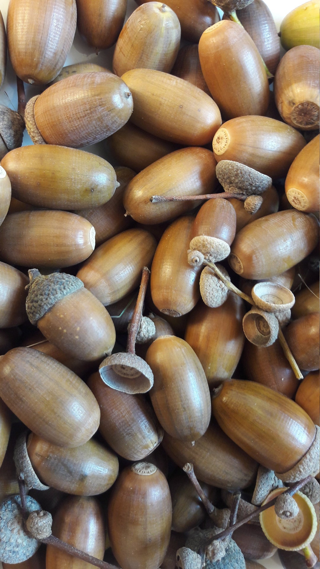 80 Real Dried Acorns and Acorn Caps Dried Oak Acorns Oak Acorns Fall ...