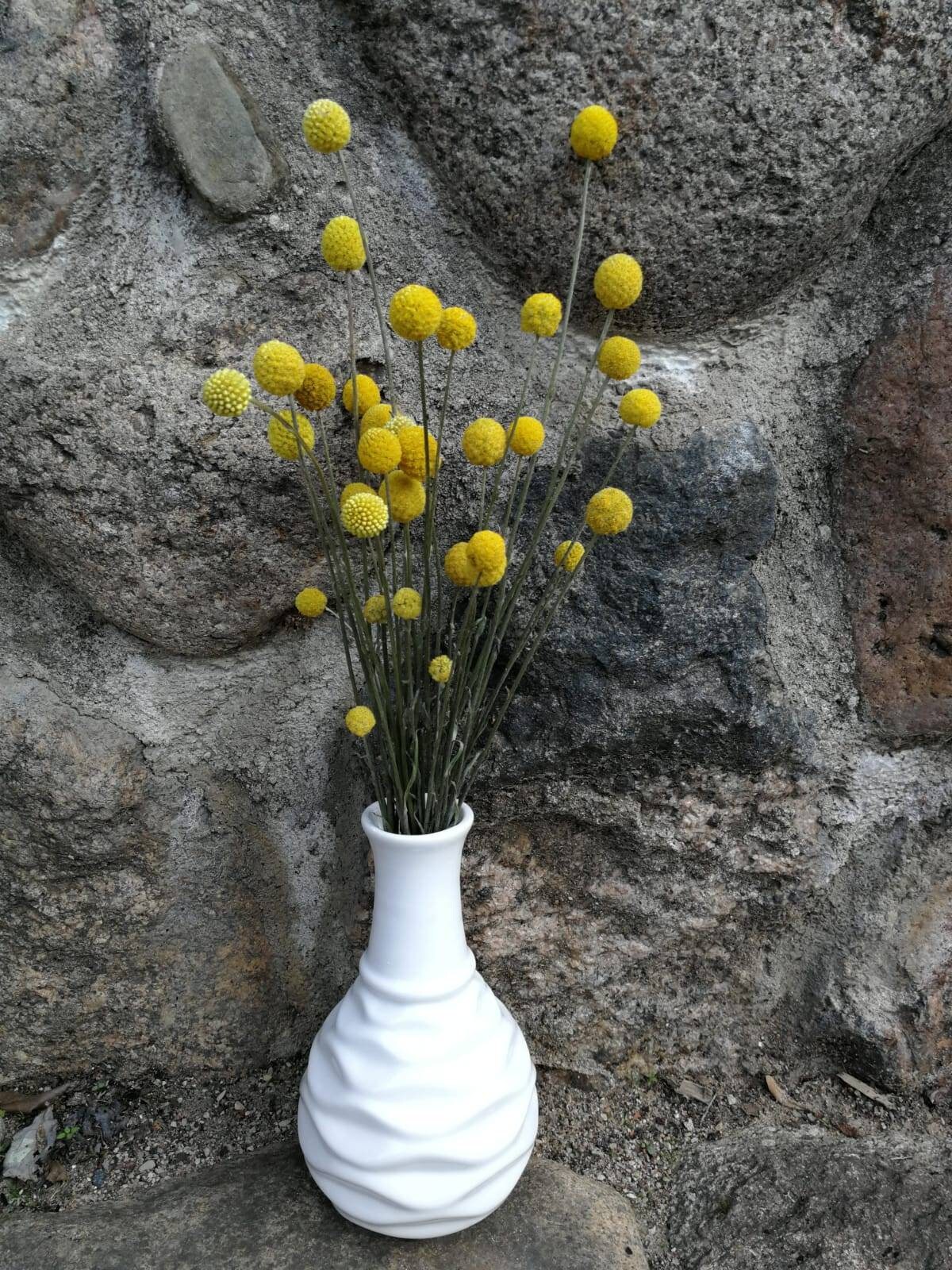 Yellow Billy Ball Dried Billy Ball Dried Craspedia Billy Ball - Etsy