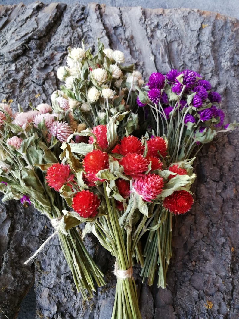Dried Gomphrena Gomphrena Bouquet Globe Amaranth Wild Flowers - Etsy