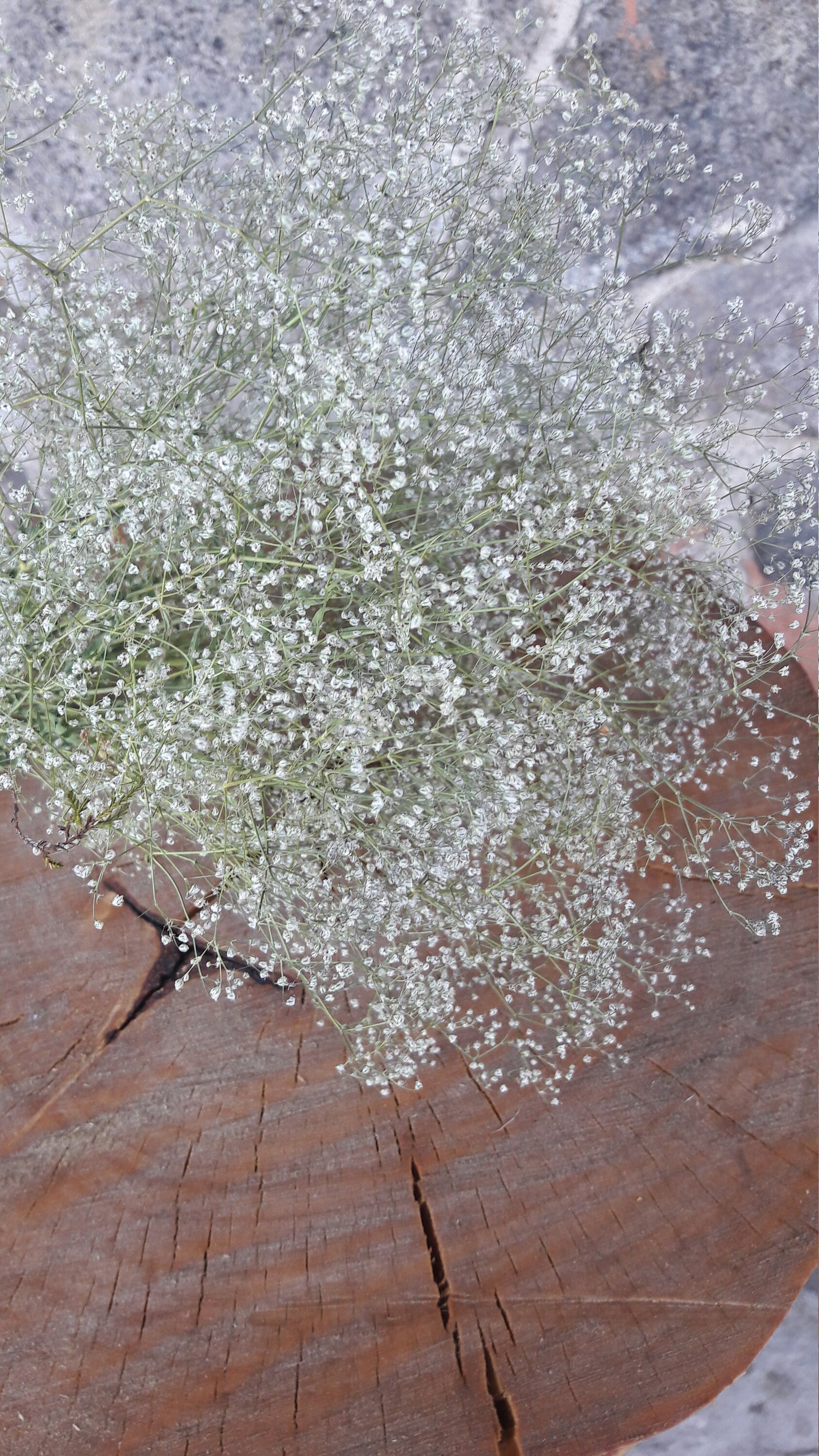 Dried White Gypsophilia Bouquet Bridal Bouquet Dried Natural - Etsy