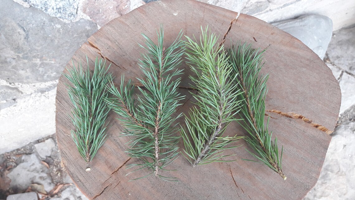 15 Small Fresh Cut Pine Branches Natural Christmas Decor | Etsy