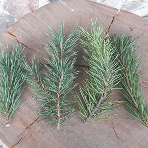 15 Small Fresh Cut Pine Branches, Natural Christmas Decor, Fresh Pine ...