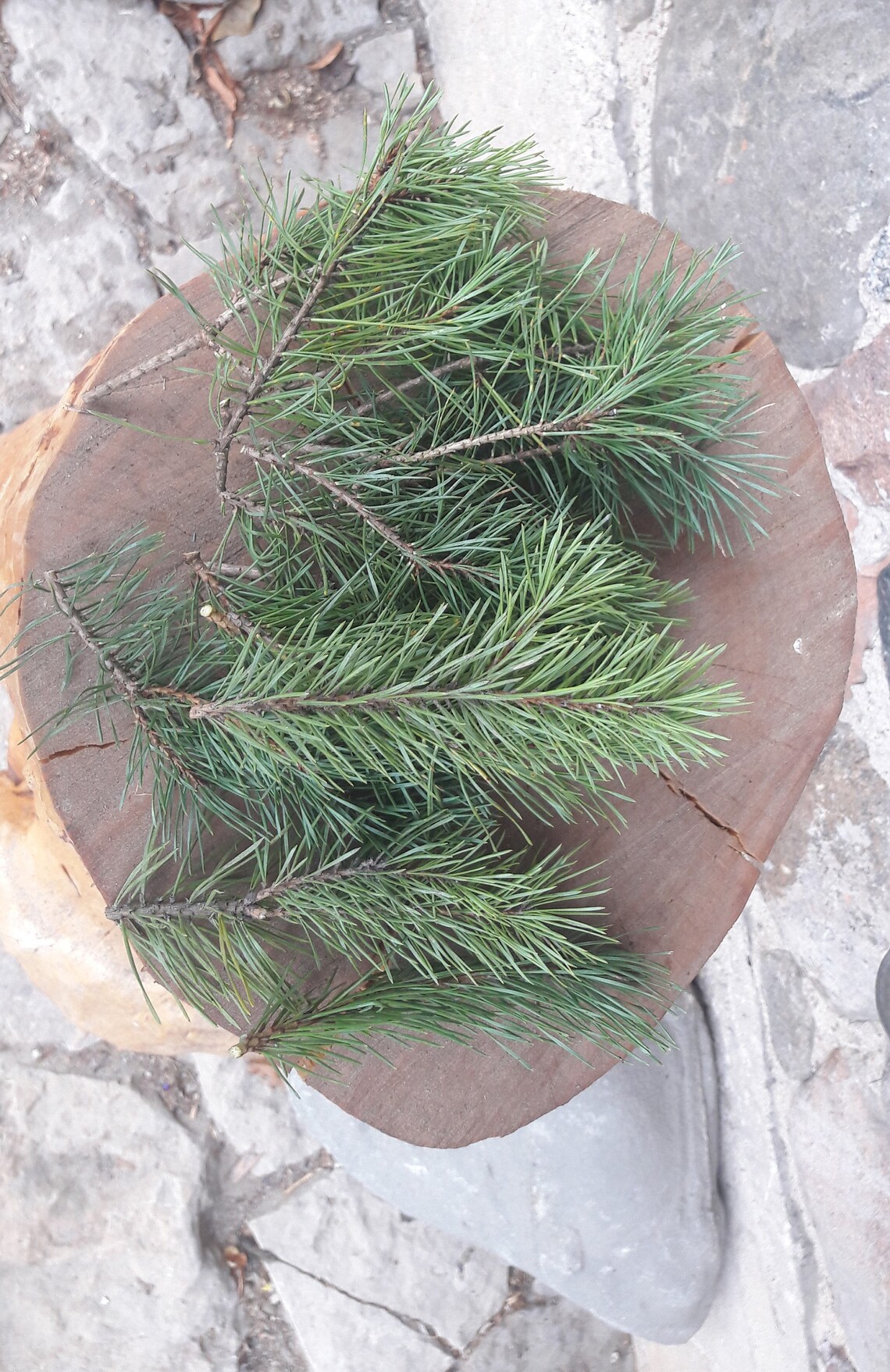 15 Small Fresh Cut Pine Branches Natural Christmas Decor | Etsy