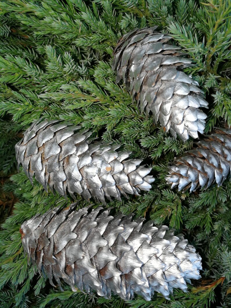 12 Painted Silver Spruce Cones Silver Fir Cones Christmas - Etsy