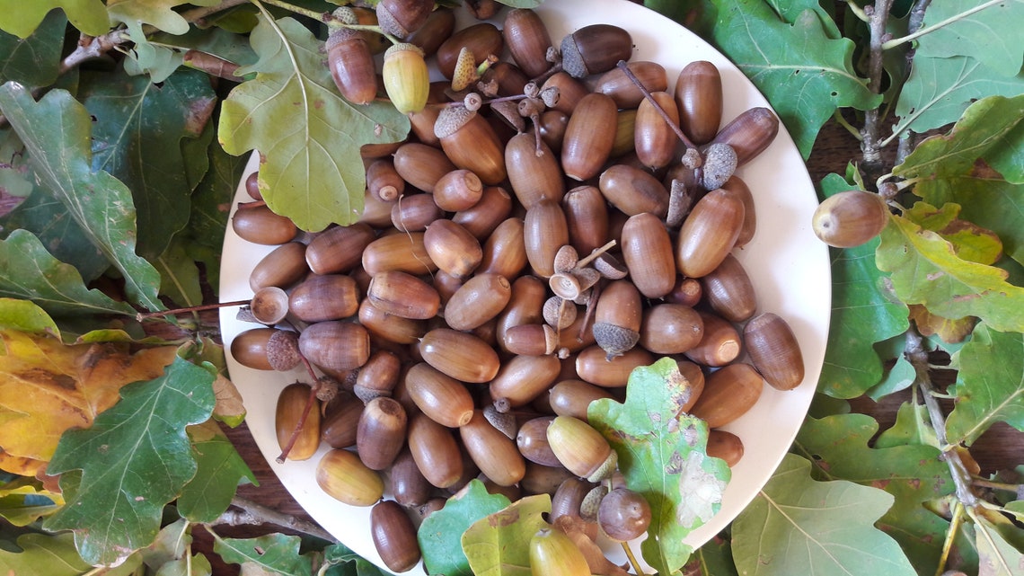 80 Real Dried Acorns and Acorn Caps Dried Oak Acorns Oak - Etsy