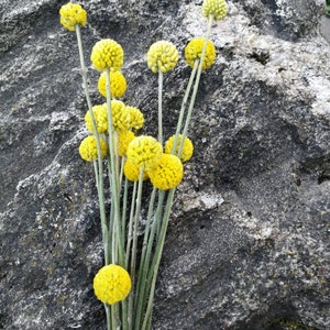 Yellow Billy Ball Dried Billy Ball Dried Craspedia Billy Ball Bunch ...